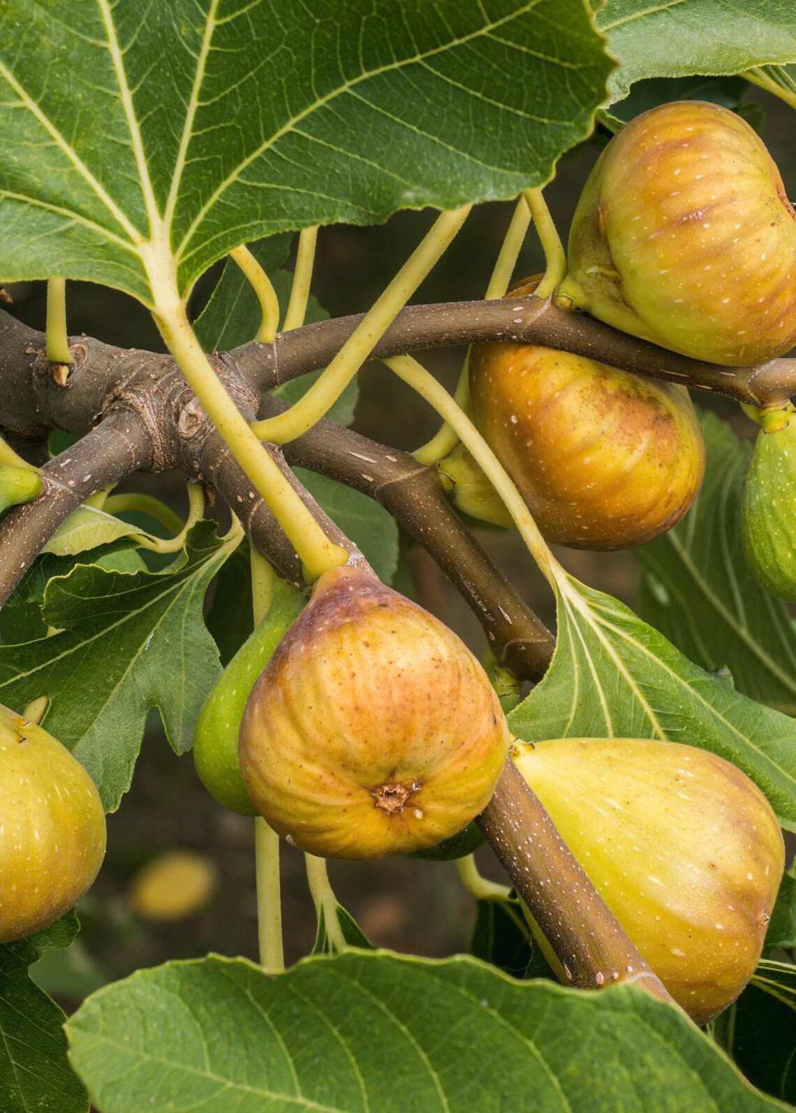 Fig 'yellow Long Neck' (ficus Carica) - Etsy
