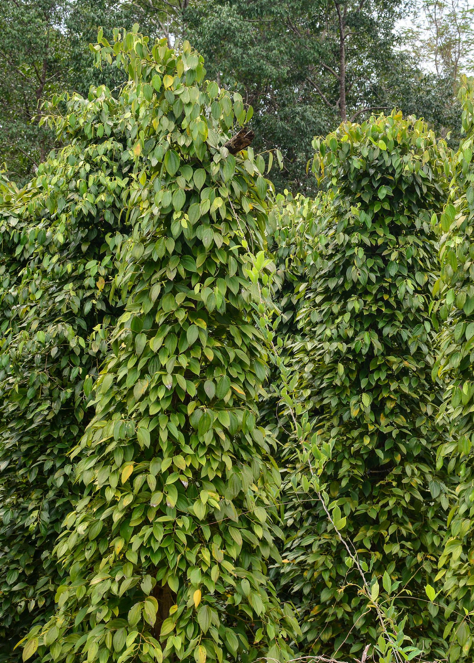 Black Pepper Vine (piper Nigrum) - Etsy