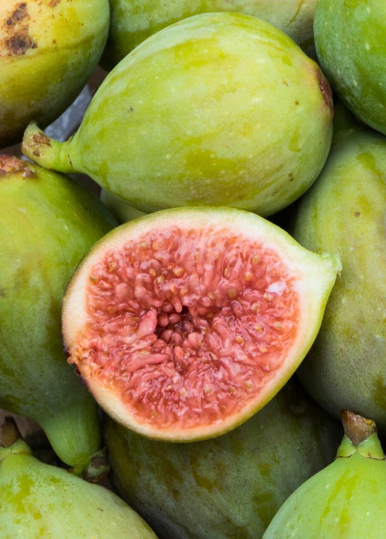 Fig 'italian Honey' (ficus Carica) - Etsy