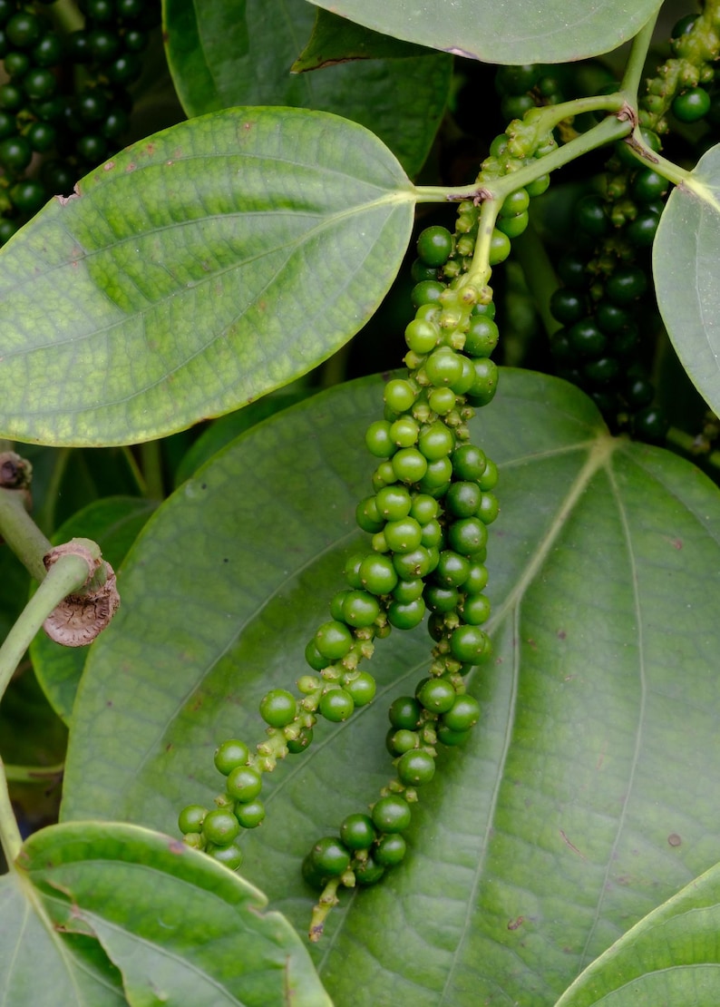 Black Pepper Vine (piper Nigrum) - Etsy