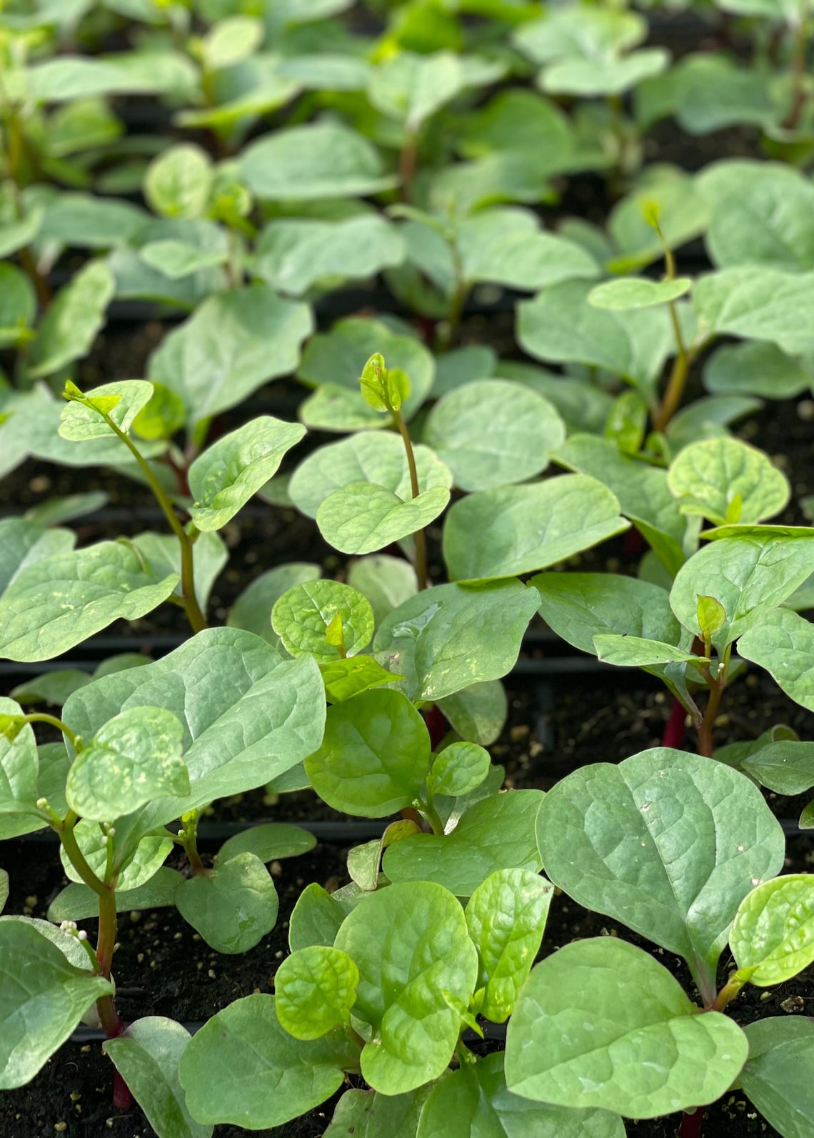 Malabar Spinach (basella Alba) - Etsy