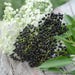 Elderberry, Florida Native (sambucus Canadensis) - Etsy