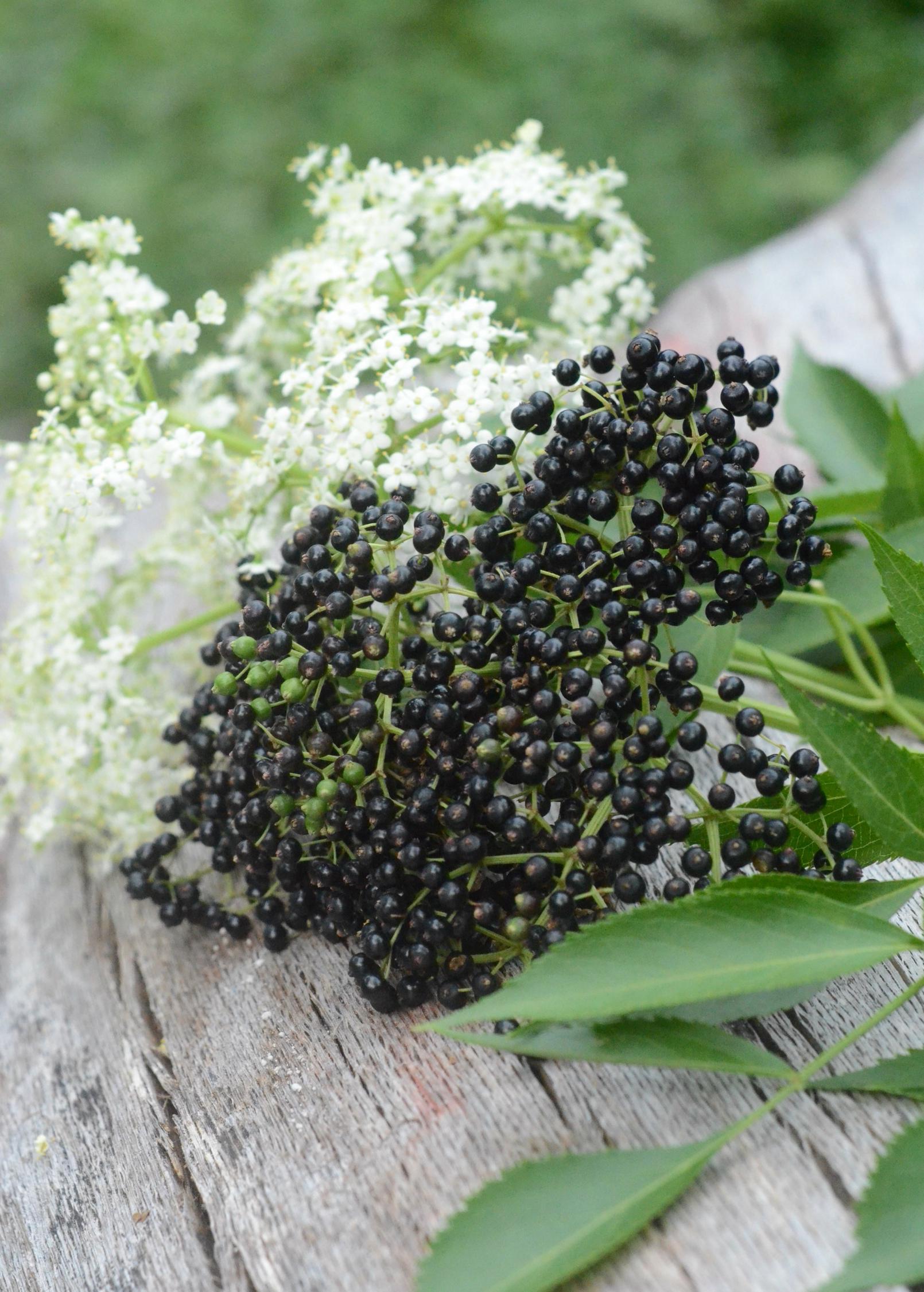 Elderberry, Florida Native (sambucus Canadensis) - Etsy