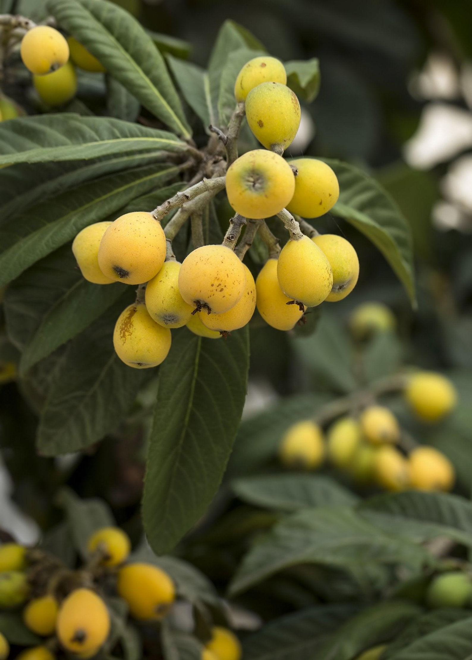 Loquat 'champagne' (eriobotrya Japonica) - Etsy