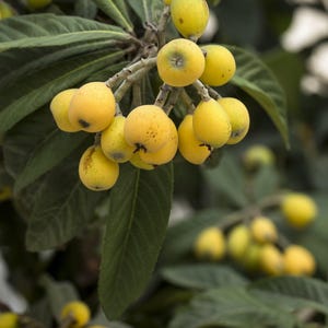 Loquat 'champagne' (eriobotrya Japonica) - Etsy