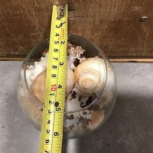 Clear Glass Vase With Mix Shells, Home Decor - Etsy