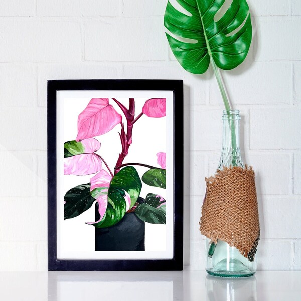 Pink Princess Philodendron - Etsy