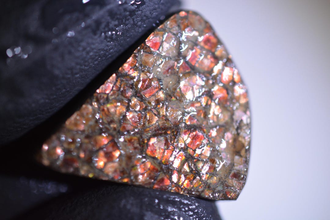 34ct 23x17x9 Top Red/pink Dragonscale Alberta Ammolite/korite Rough ...