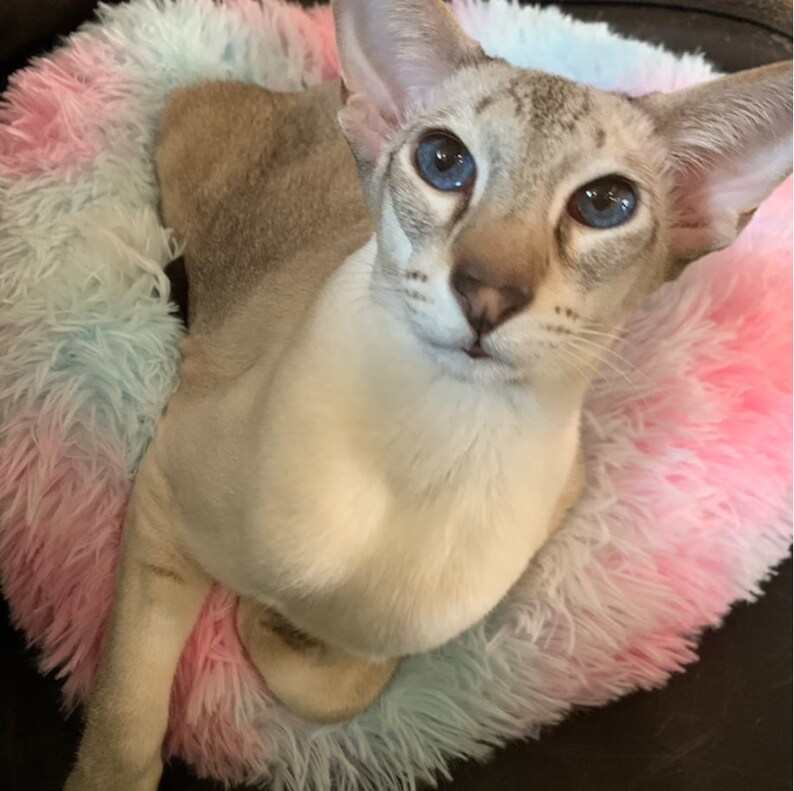 Calming Cat Bed Donut Cat Bed Fluffy Pet Bed Warm Cat - Etsy