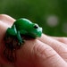 Frog Ring Clay Adjustable Ring Toad Ring Animal Jewelry Cute - Etsy