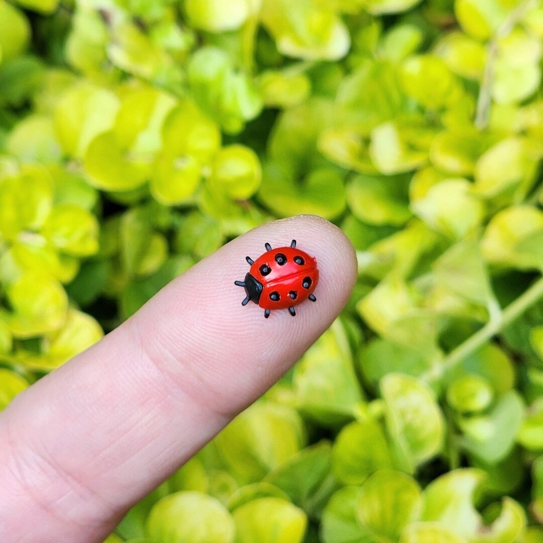 Tiny Ladybug,miniature Ladybugs,dollhouse Miniature,terrarium Supplies ...