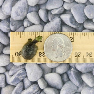 Tiny Tortoise,miniature Turtle,micro Tortoise,terrarium Supplies ...