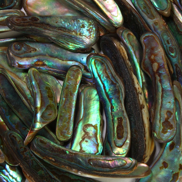 Rainbow Shell - Etsy