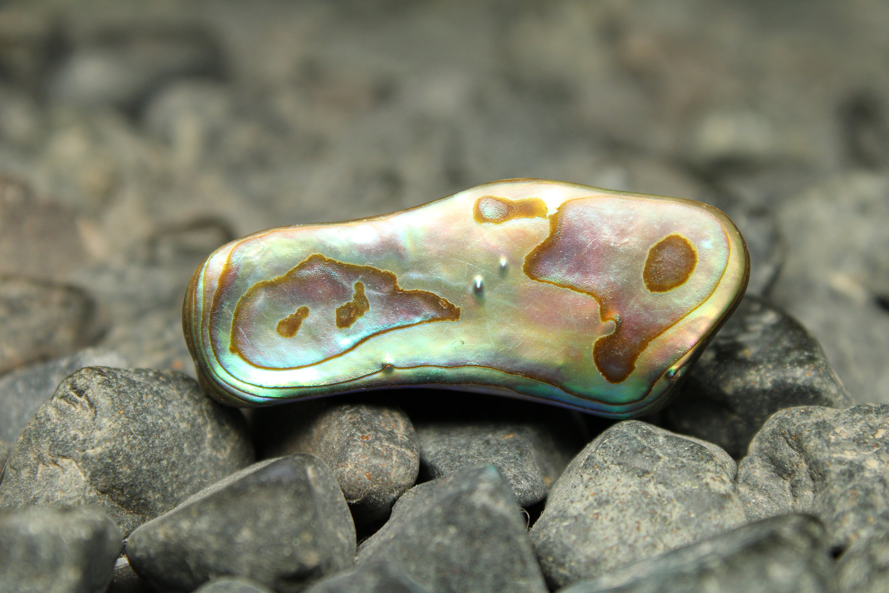 Natural Abalone Shell Vibrant Rainbow Color From New Zealand - Etsy