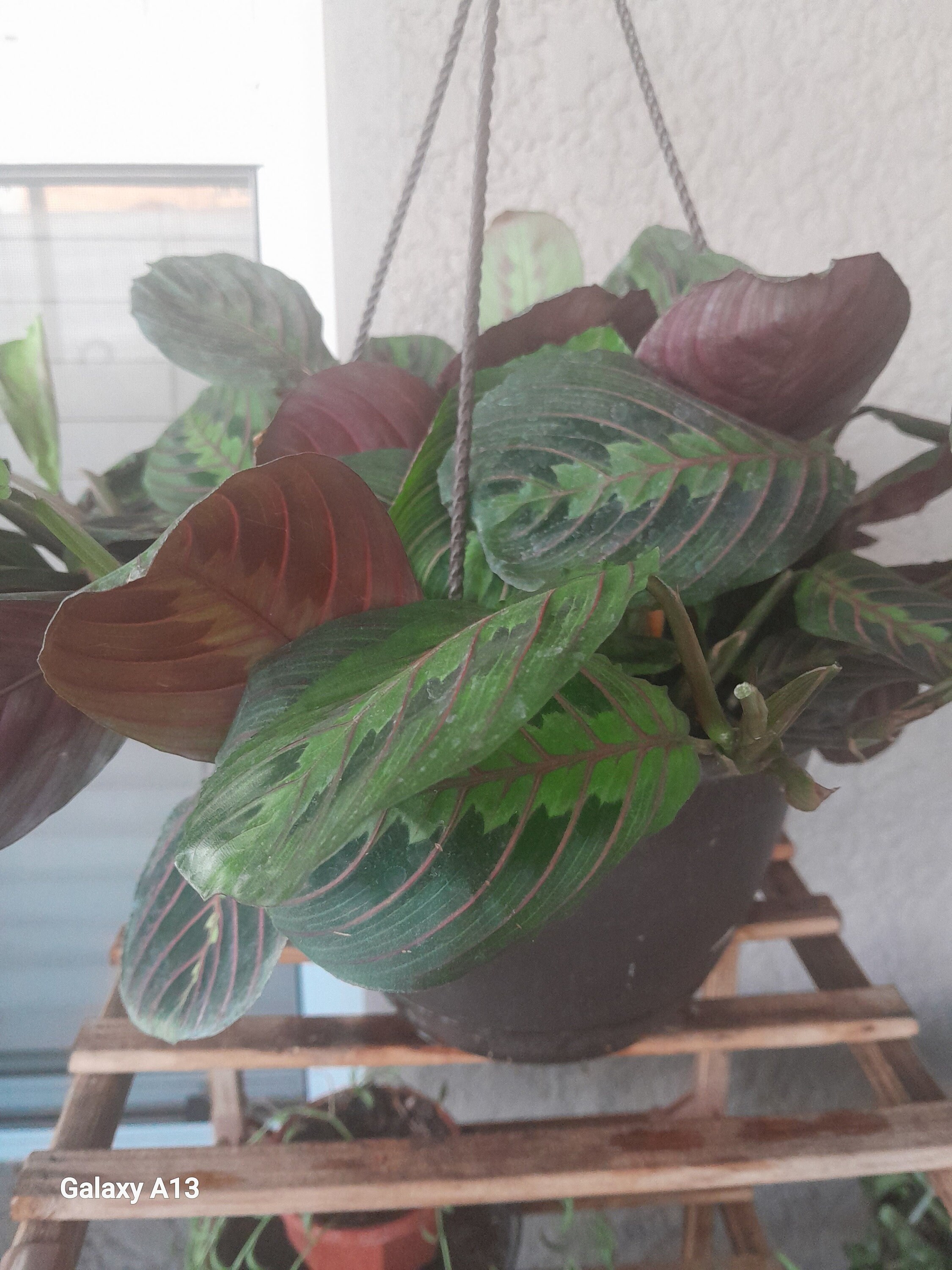 Calathea Red Maranta Two Leaf Plant Cutting - Etsy