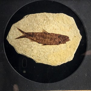 Genuine Knightia Fossil Fish in a Glass Display Box - Etsy