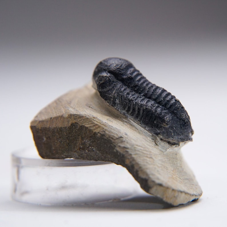 Genuine Phacopida Trilobite Fossil on Matrix 32.6 Grams - Etsy
