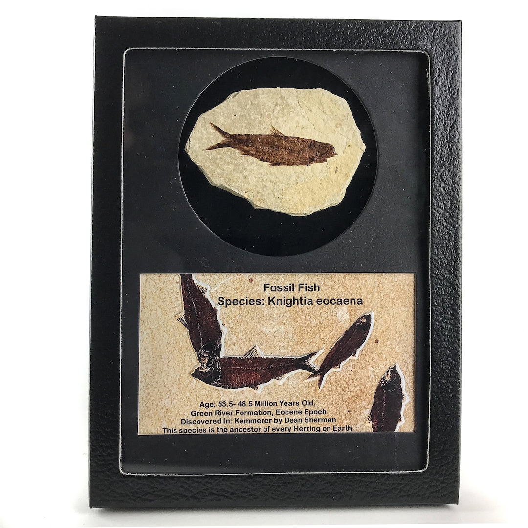 Genuine Knightia Fossil Fish in a Glass Display Box - Etsy