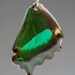 Genuine Butterfly emerald Swallowtail Wing Earrings - Etsy