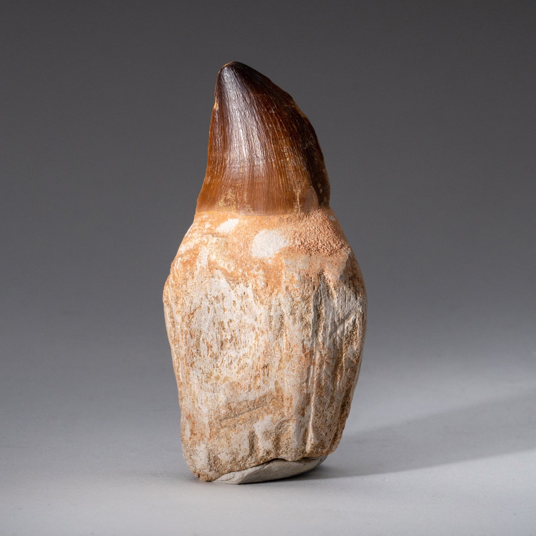 Mosasaurus Tooth With Root 110 Grams - Etsy