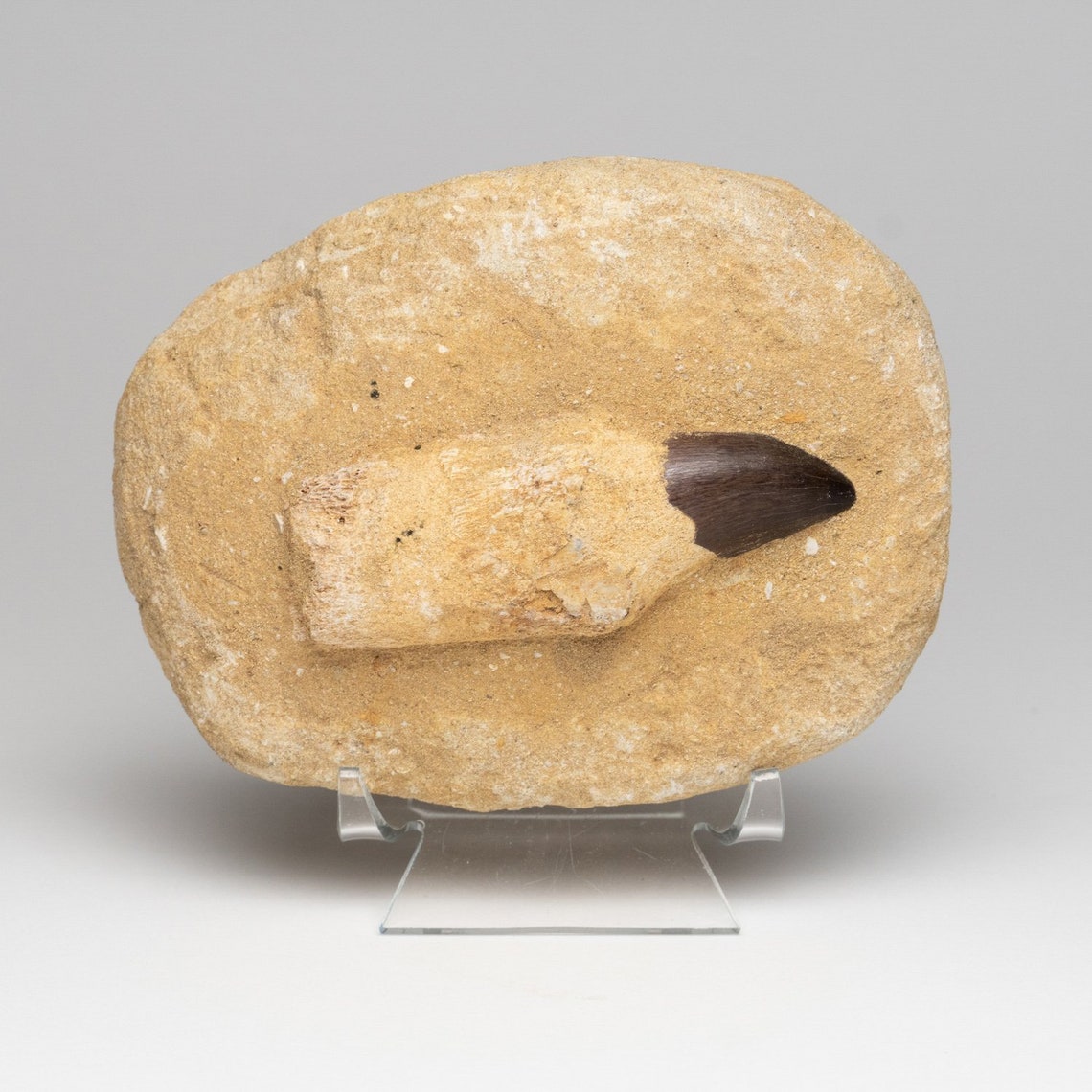 Genuine Mosasaur Dinosaur Tooth and Root on Matrix MO-DT-1 | Etsy