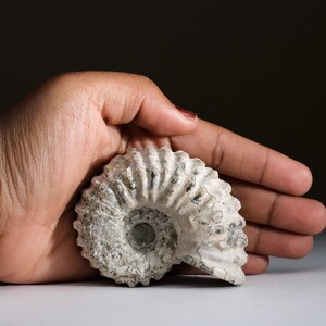 Natural Ammonite Fossil From Madagascar (224 Grams) - Etsy