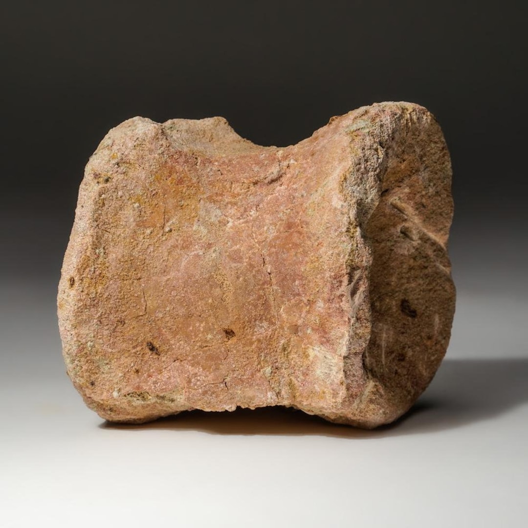 Spinosaurus Maroccanus Vertebrae From Baharija Formation, South of ...