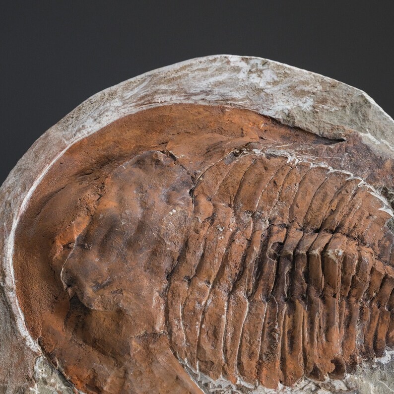 Genuine Andalusiana Paradoxides Trilobite With Acrylic Display - Etsy