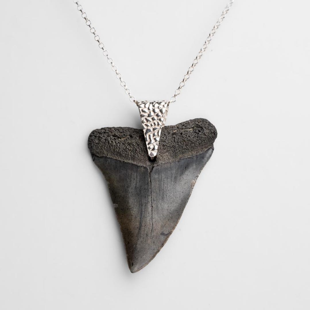 Genuine Megalodon Tooth Pendant (12 Grams) With 18" Sterling Silver ...