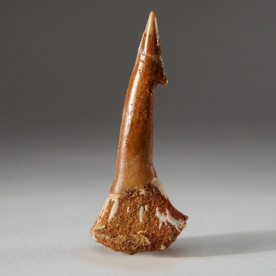 Genuine Natural Sawfish Tooth 14.3 Grams SFT-26 - Etsy