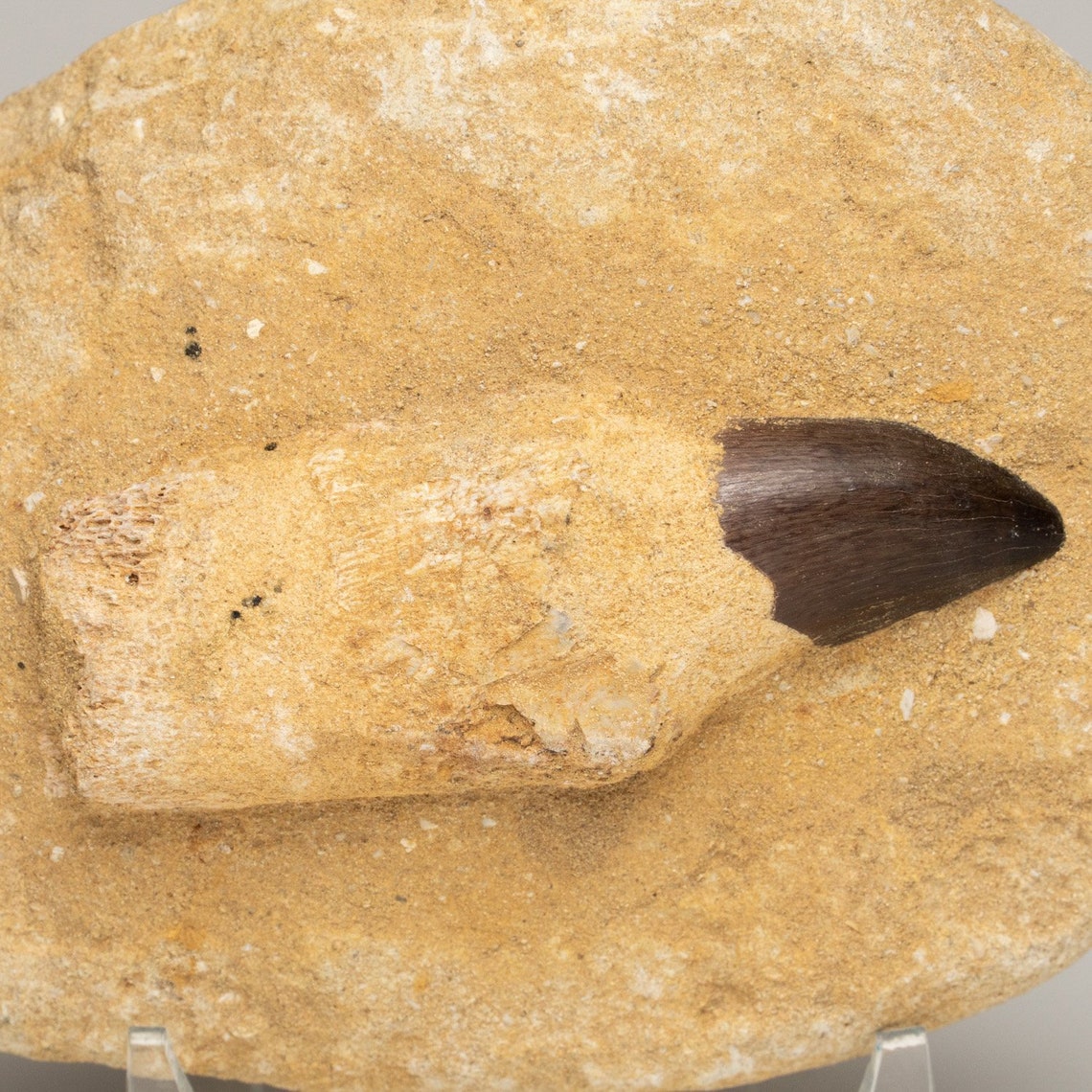 Genuine Mosasaur Dinosaur Tooth and Root on Matrix - Etsy