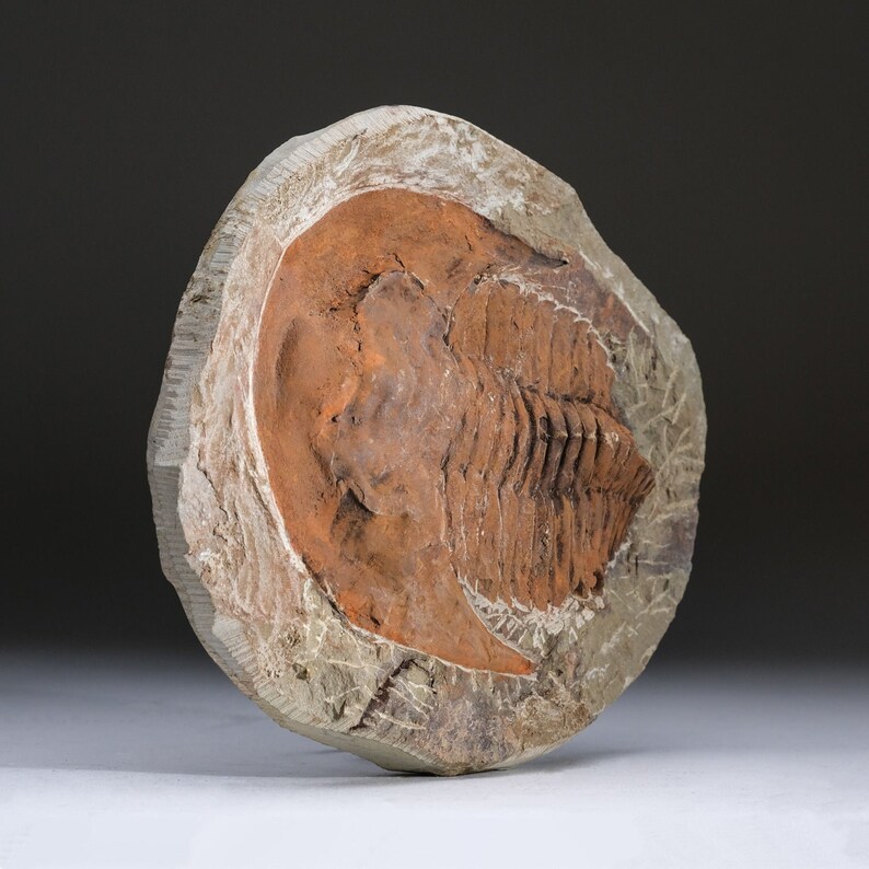 Genuine Andalusiana Paradoxides Trilobite With Acrylic Display - Etsy