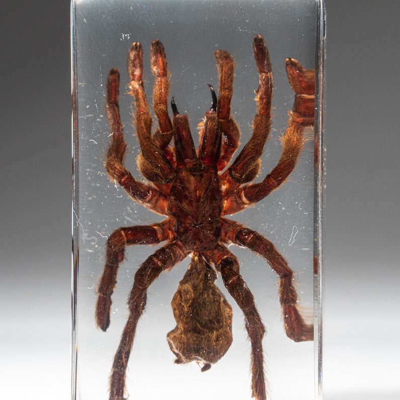 Genuine Single Tarantula in Lucite - Etsy