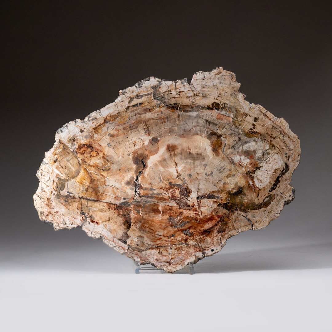 Genuine Polished Petrified Wood Slice With Acrylic Display Stand (6 Lbs) - Etsy