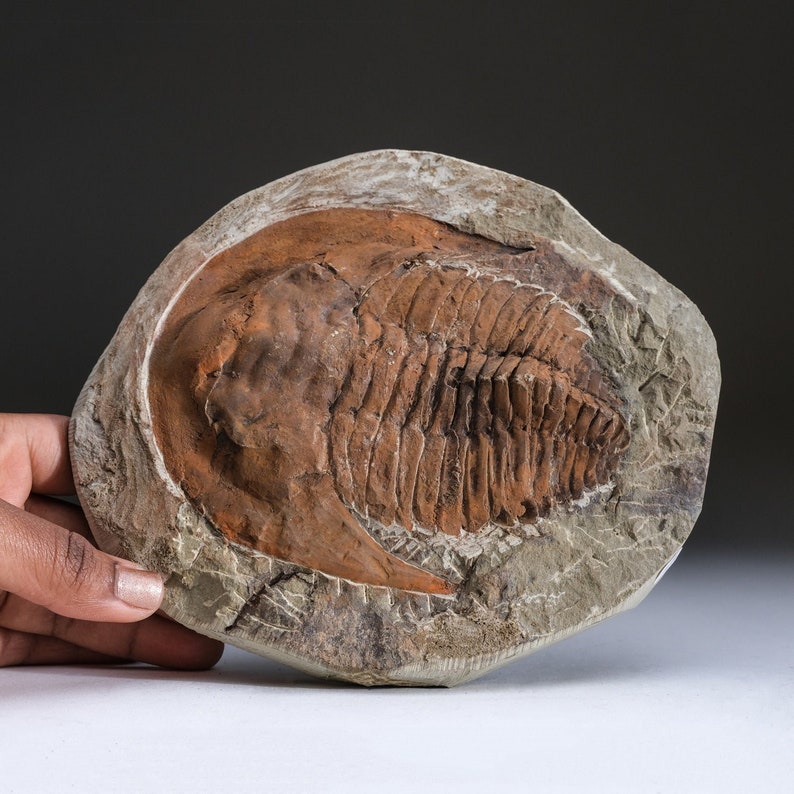 Genuine Andalusiana Paradoxides Trilobite With Acrylic Display - Etsy