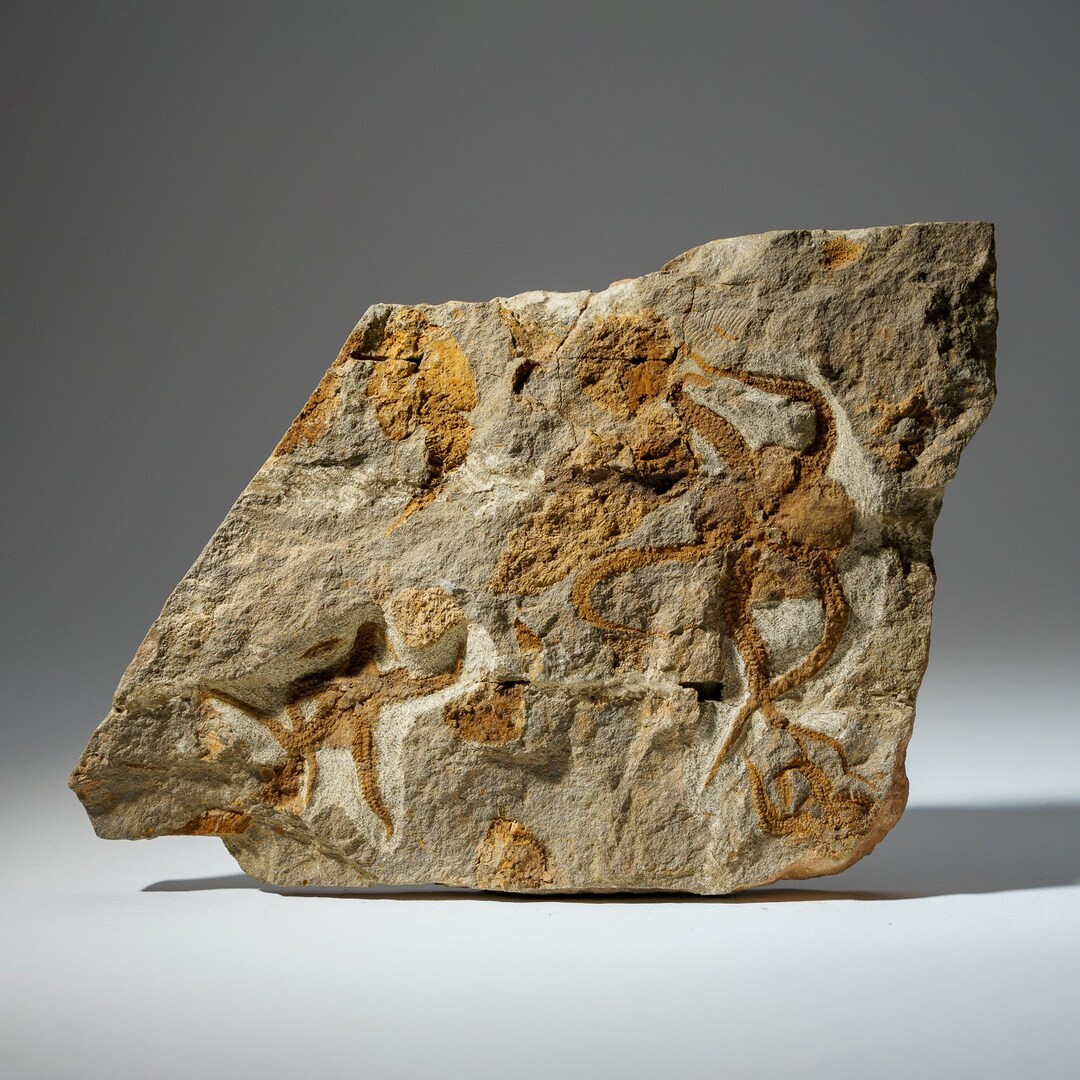 Genuine Ophiuroidea Brittle Star Fossil 3 Lbs - Etsy