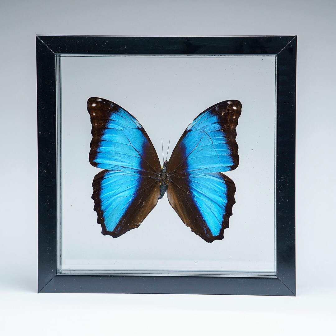 Genuine Single Morpho Achilles Butterfly in Black Display Frame - Etsy