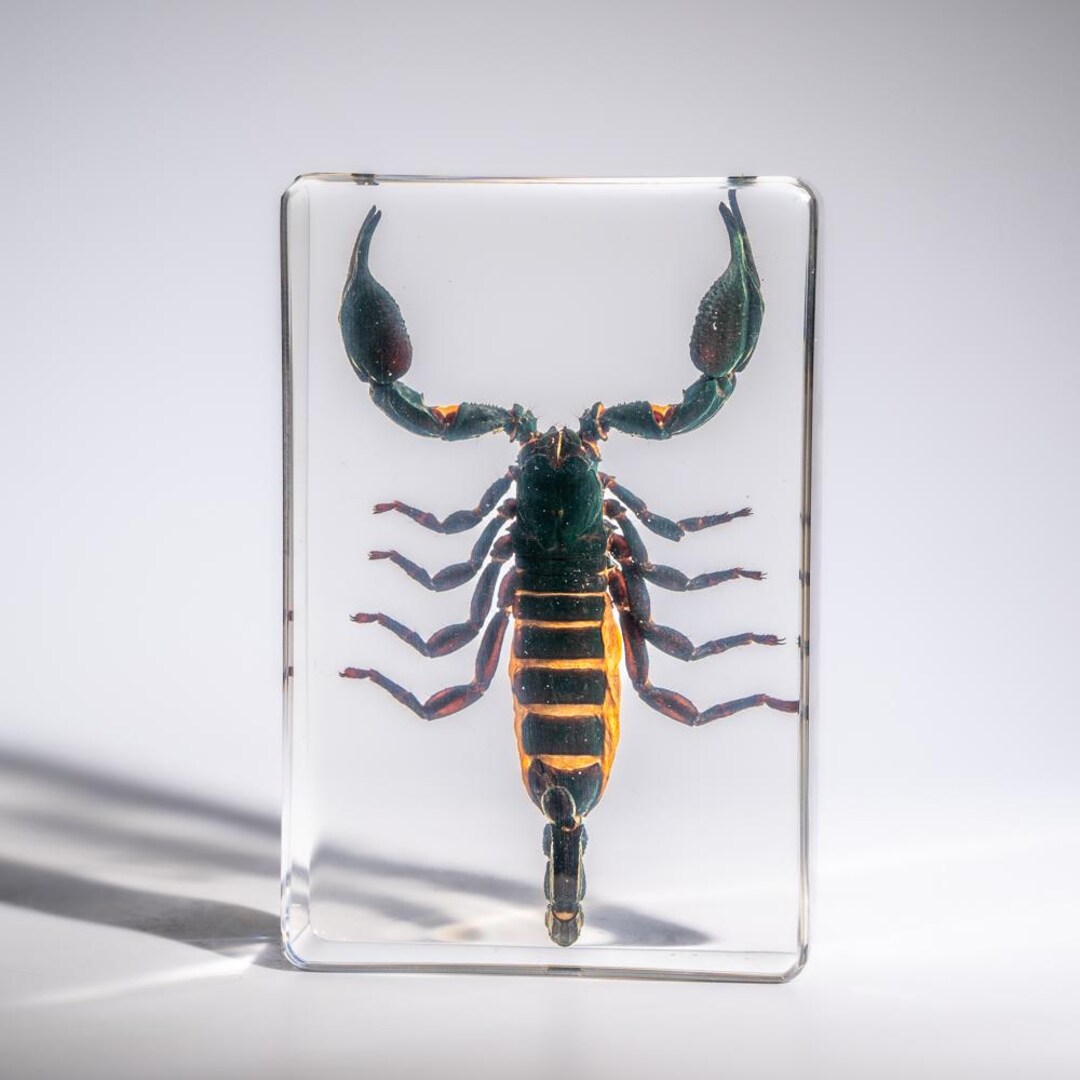 Genuine Single Large Black Scorpion in Lucite - Etsy