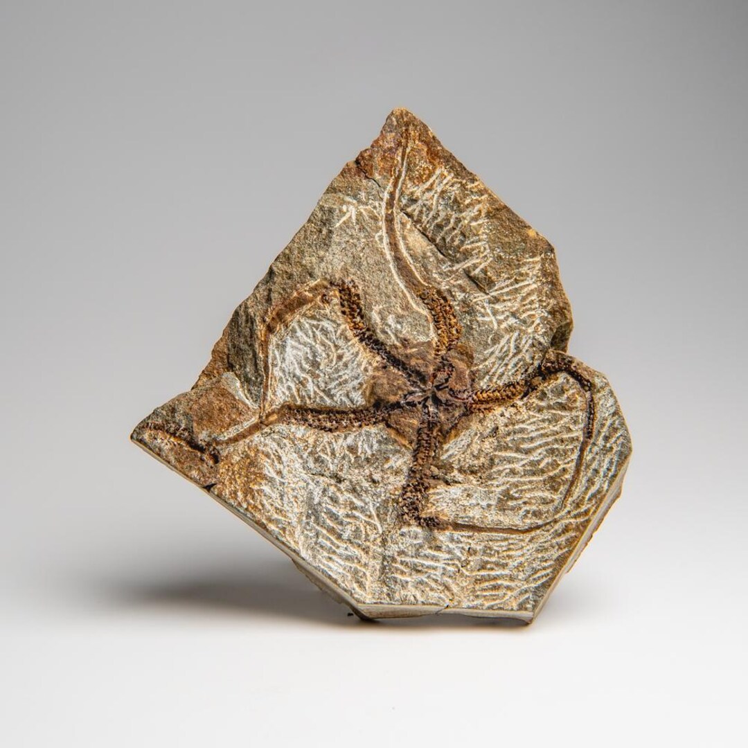 Genuine Ophiuroidea Brittle Star Fossil (362 Grams) - Etsy