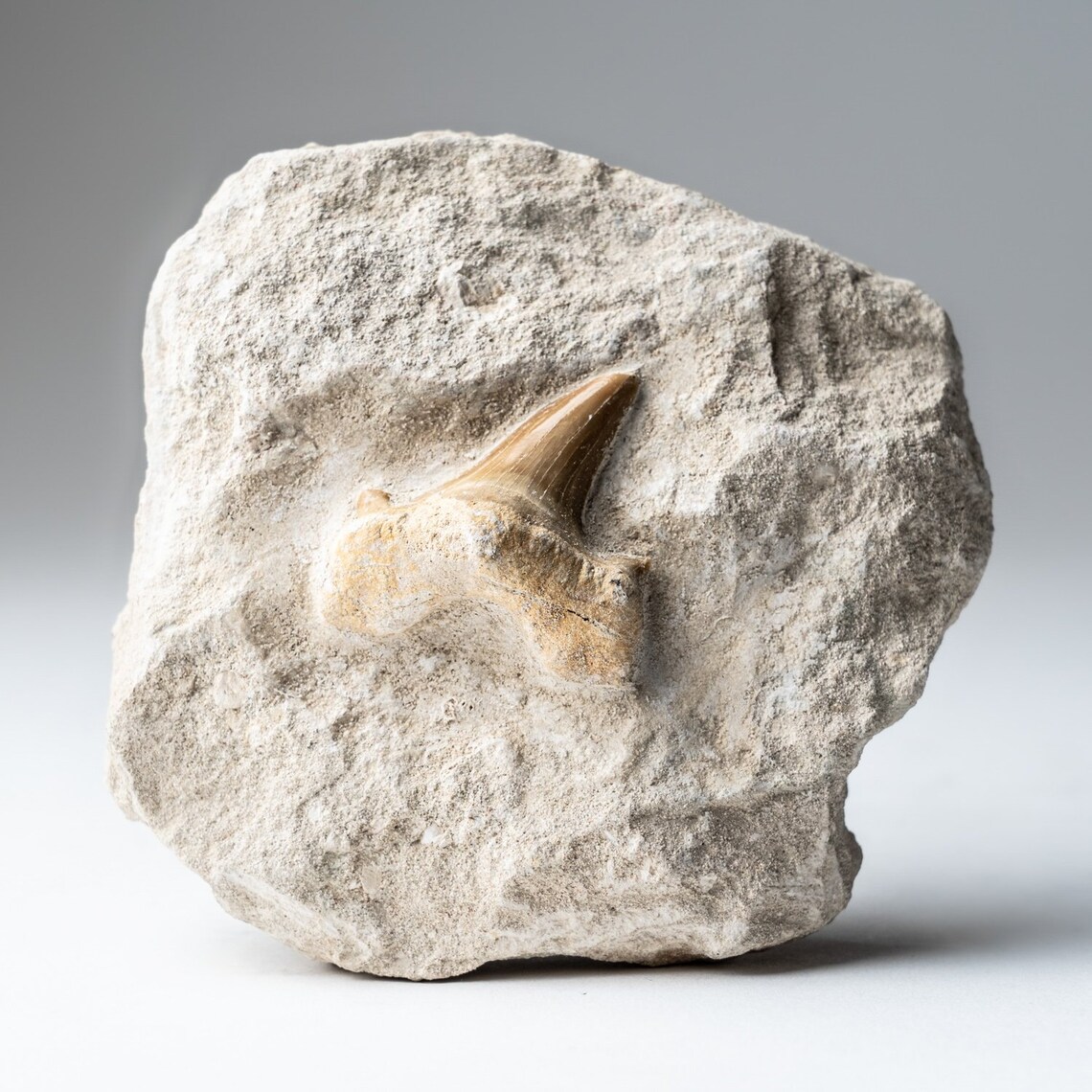 Genuine Pre-historic Shark Tooth Fossil on Matrix STM - Etsy