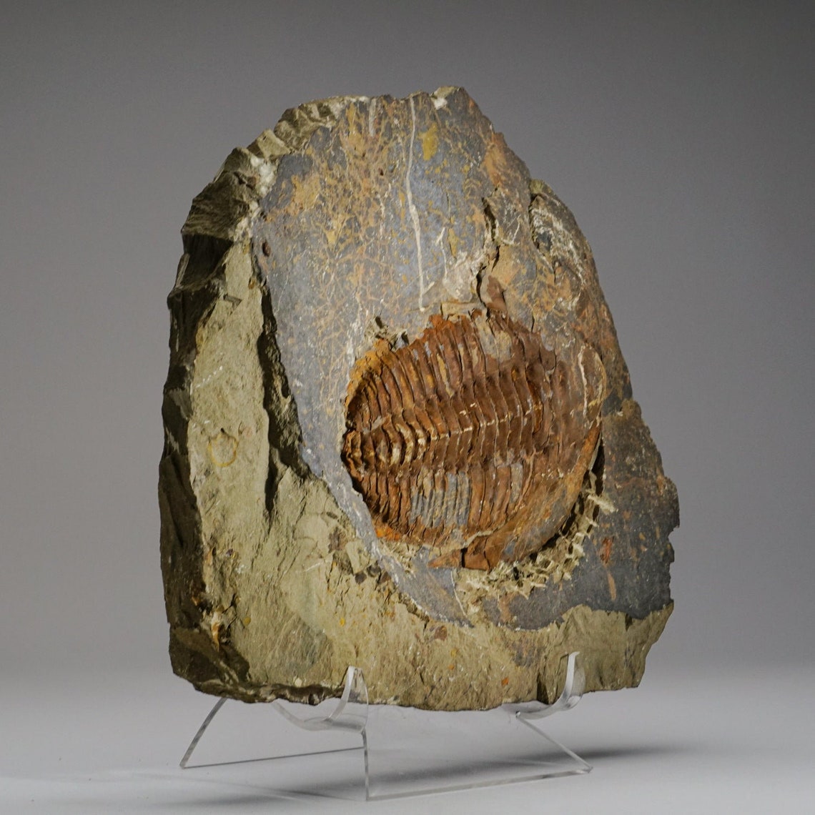Genuine Trilobite (ptychopariida) Fossil on Matrix With Acrylic Display ...