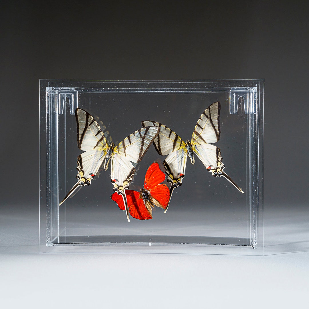 Three Butterflies in Clear Display Frame - Etsy