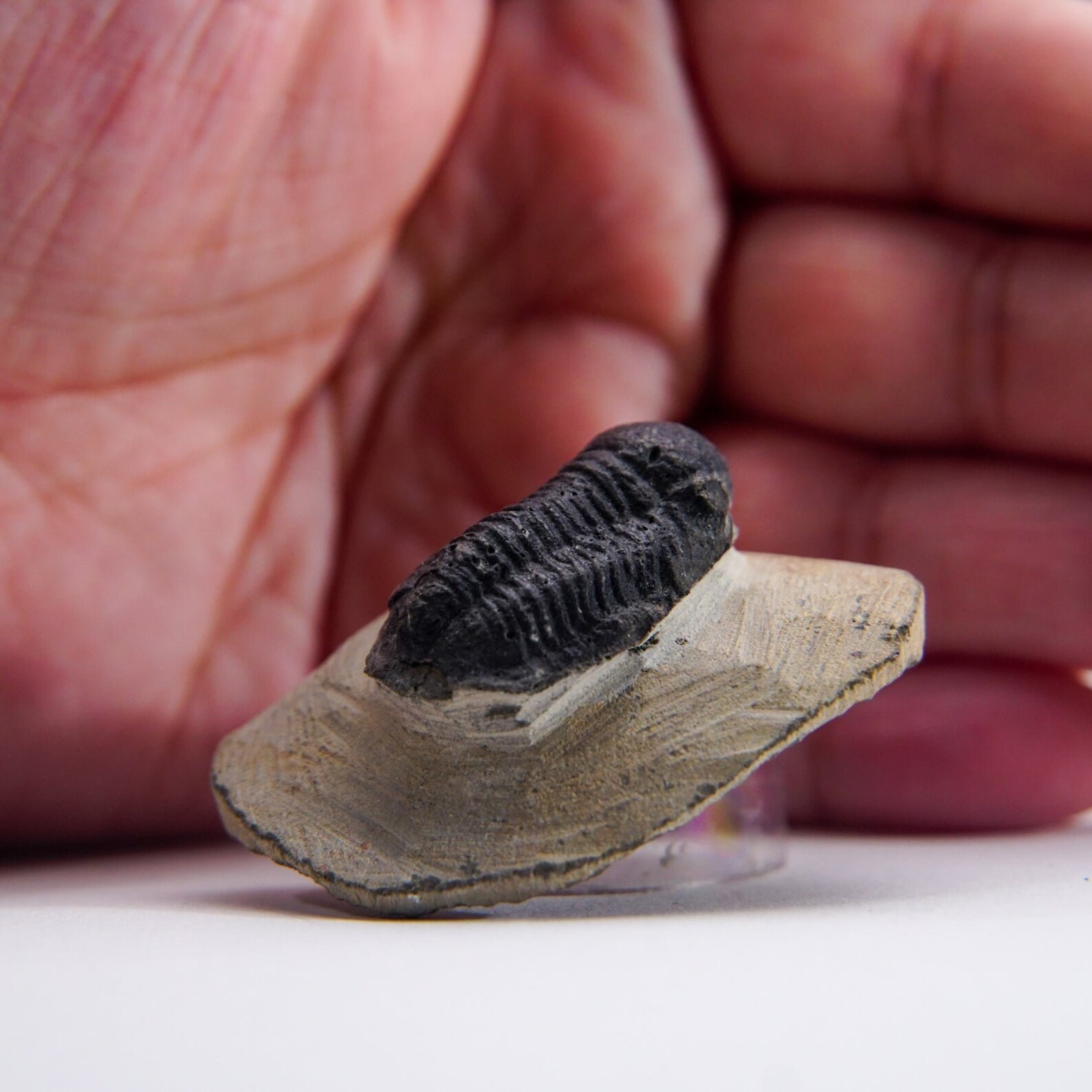 Genuine Phacopida Trilobite Fossil on Matrix 32.6 Grams - Etsy