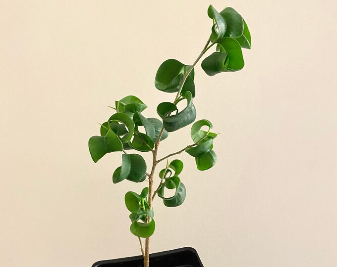 Ficus Benjamina Barok - Etsy