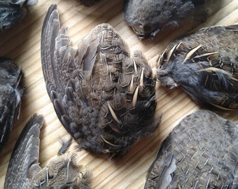 Dried Quail Wing - Etsy