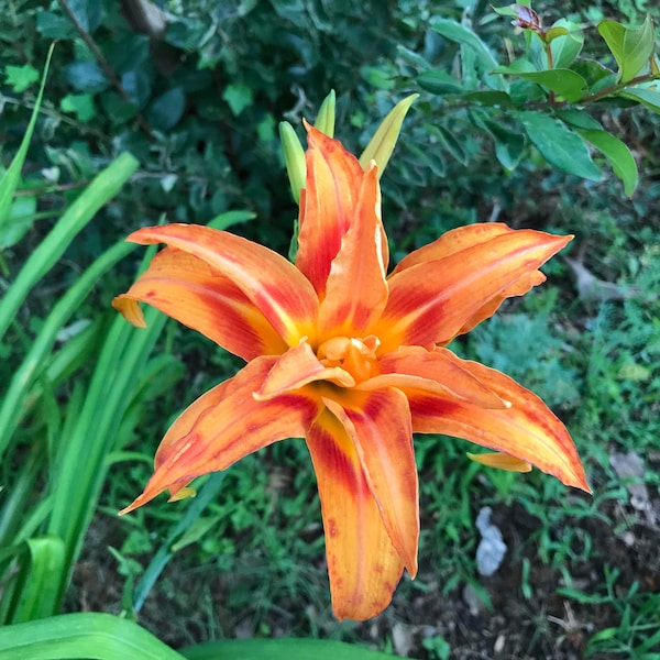 Orange Daylily - Etsy