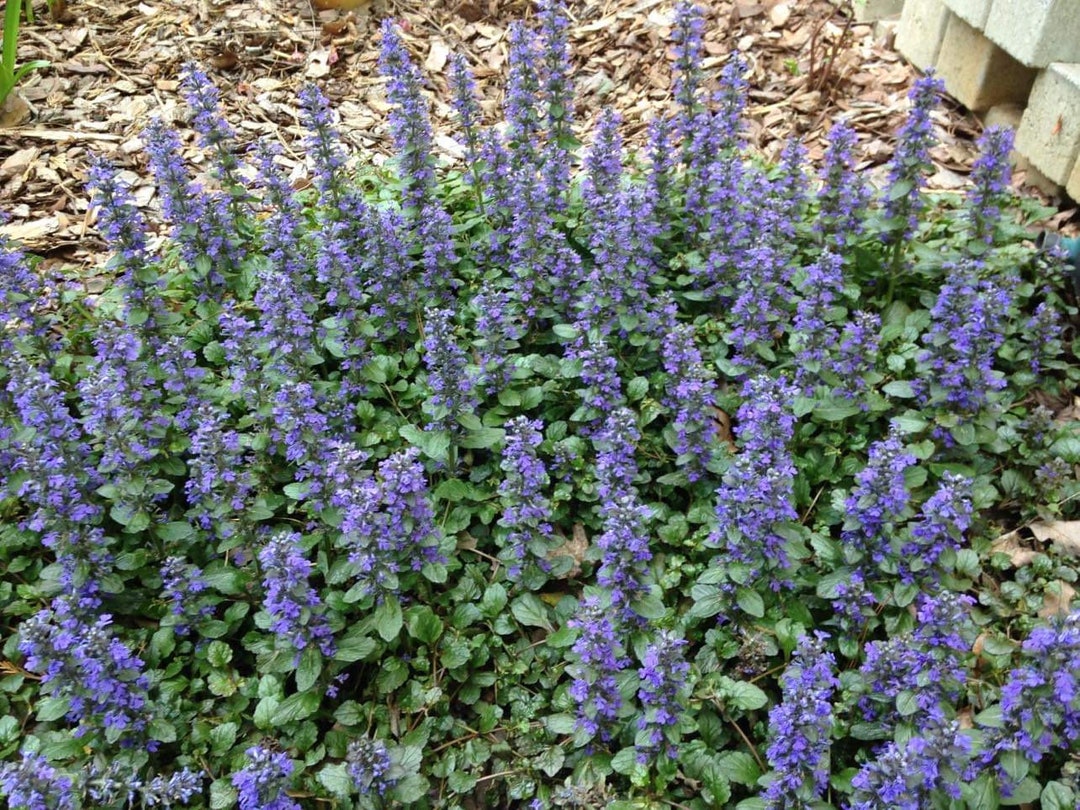 5 Ajuga Ground Covers - Etsy