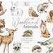 Woodland Animals Watercolor Clipart | Forest Animals PNG- Deer, Fox ...
