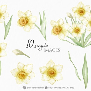 Watercolor Clipart Daffodil Flowers PNG | Hand Painted Clipart ...