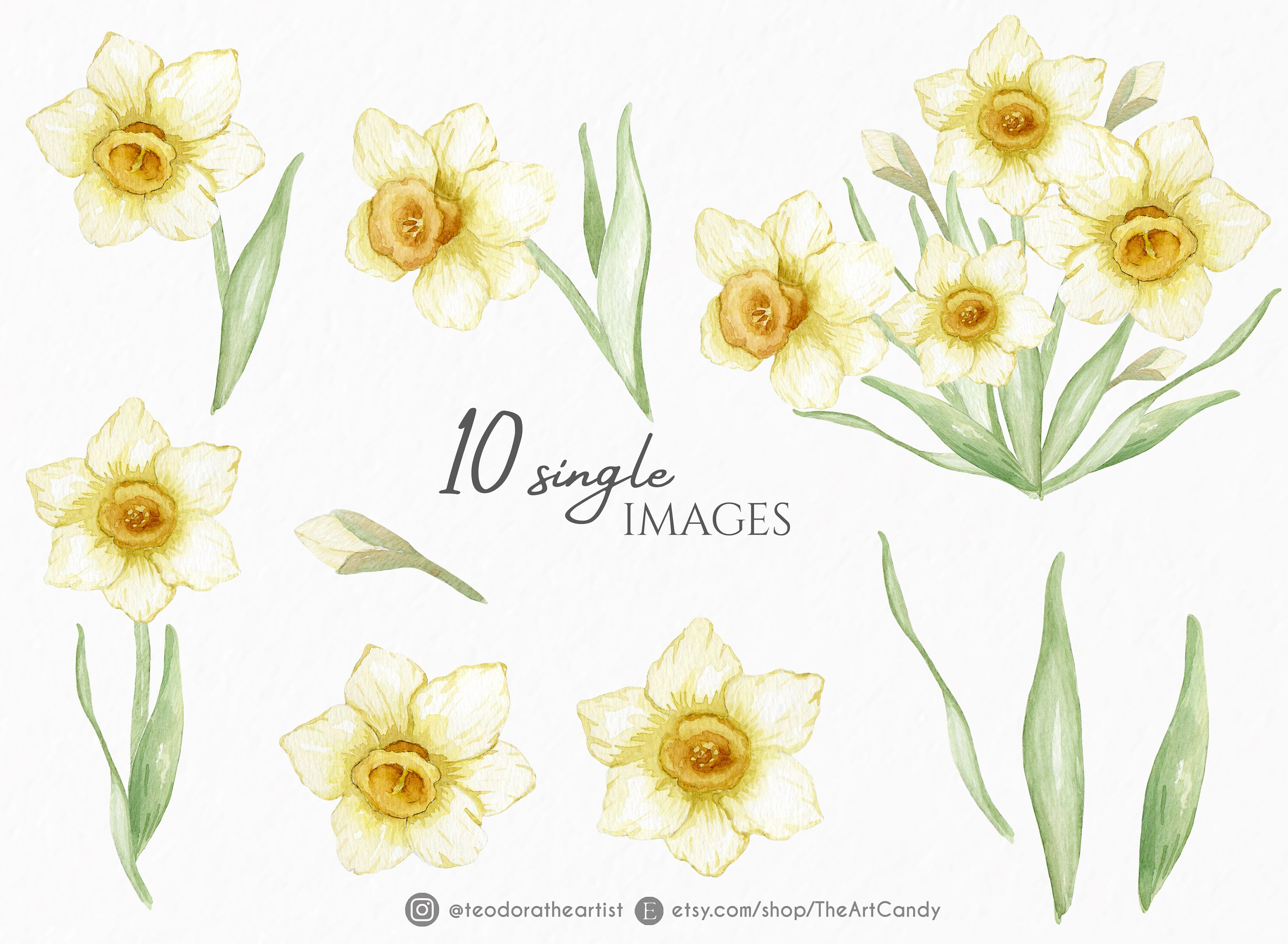 Watercolor Clipart Daffodil Flowers PNG Hand Painted Clipart Watercolor ...